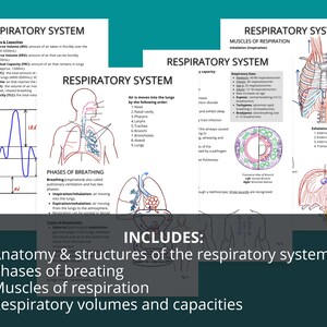 Anatomy Study Guide Bundle: Respiratory, Digestive, Urinary Systems ...