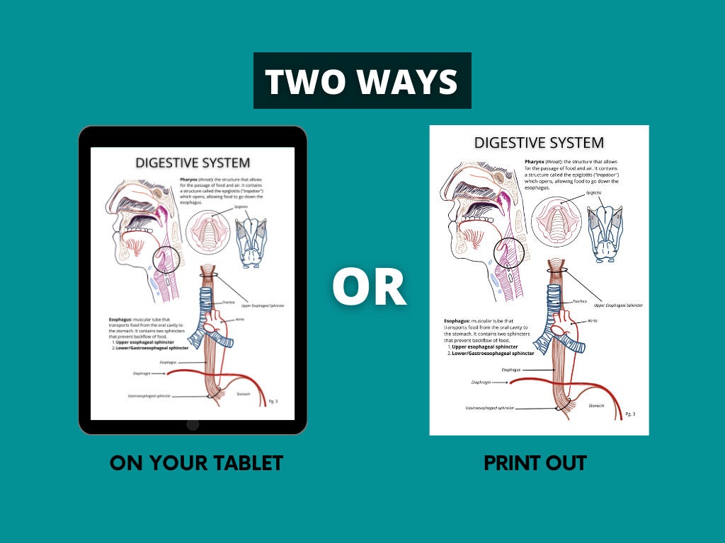 Joints and Range of Motion Study Guide (printable PDF) - Etsy