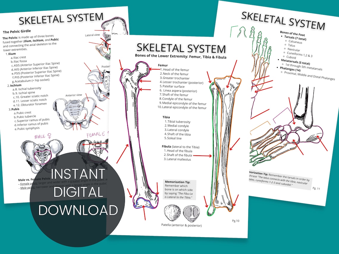 Skeleton Bones Coloring Worksheet: Printable Anatomy Notes (PDF) - Etsy