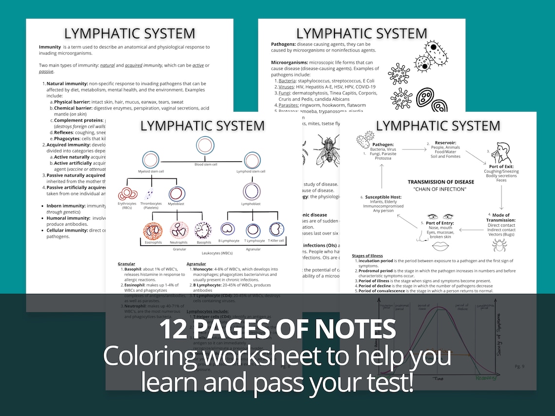 Lymphatic/immune System Study Guide, Printable Coloring Notes, Anatomy ...