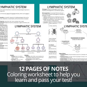 Lymphatic/immune System Study Guide, Printable Coloring Notes, Anatomy ...