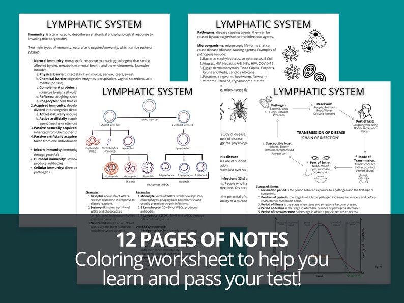 Lymphatic/immune System Study Guide, Printable Coloring Notes, Anatomy ...