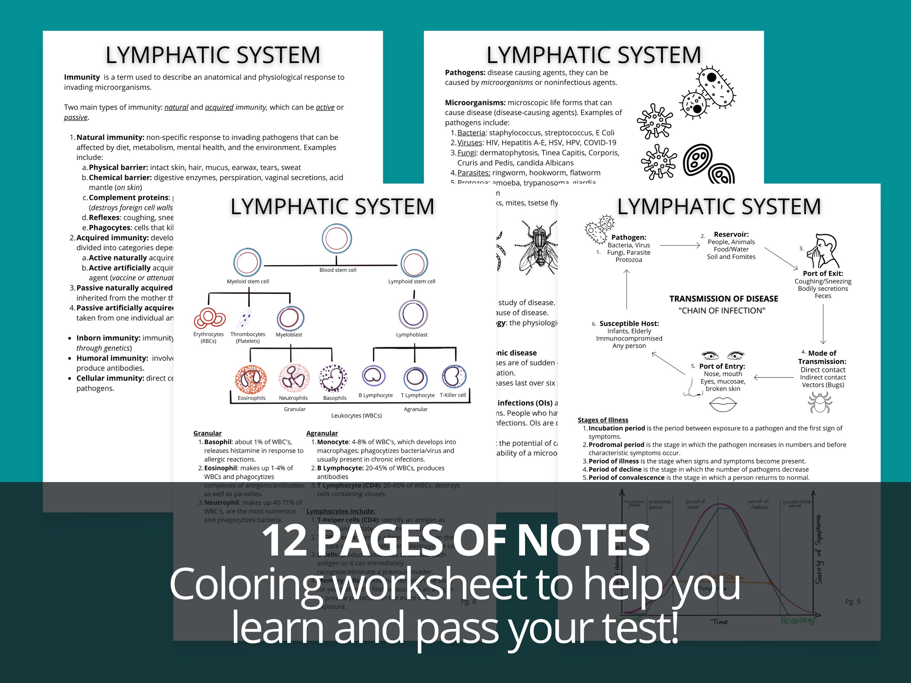 Lymphatic/immune System Study Guide, Printable Coloring Notes, Anatomy ...
