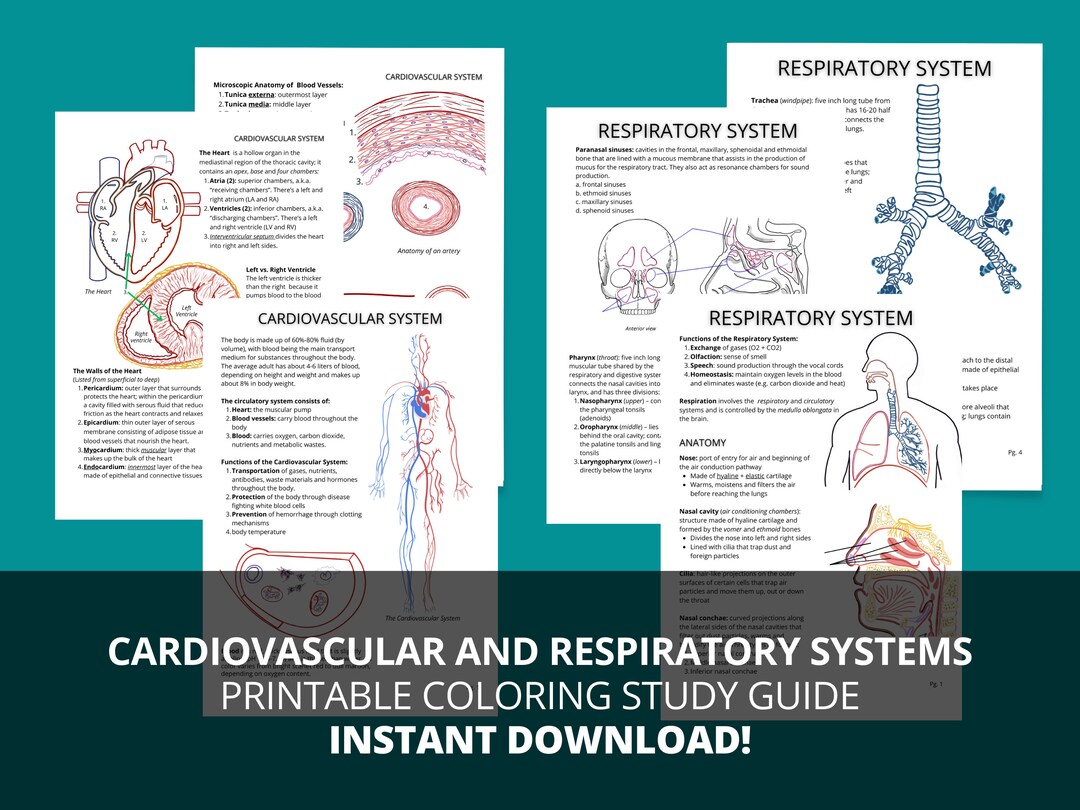 Cardiovascular & Respiratory System PDF Study Guide, Cardiorespiratory ...