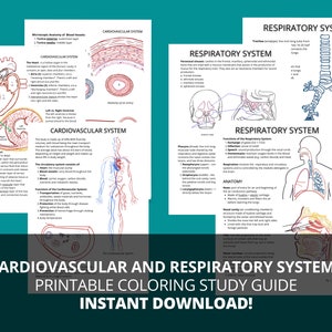 Cardiovascular & Respiratory System PDF Study Guide, Cardiorespiratory ...