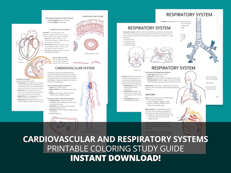 Cardiovascular & Respiratory System PDF Study Guide, Cardiorespiratory ...