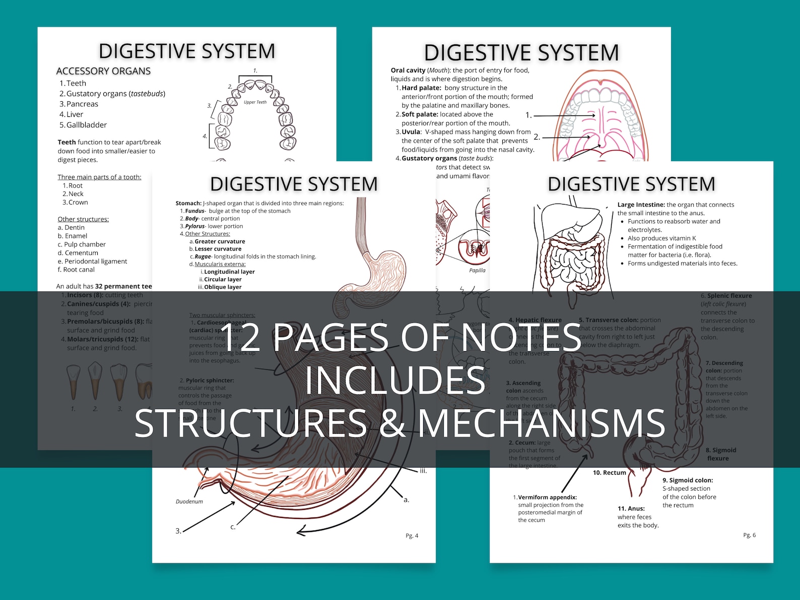 GI Anatomy, Digestive System Study Guide, GI Anatomy Printable Notes ...