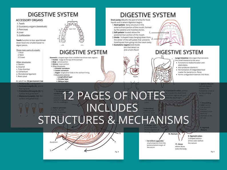 GI Anatomy, Digestive System Study Guide, GI Anatomy Printable Notes ...