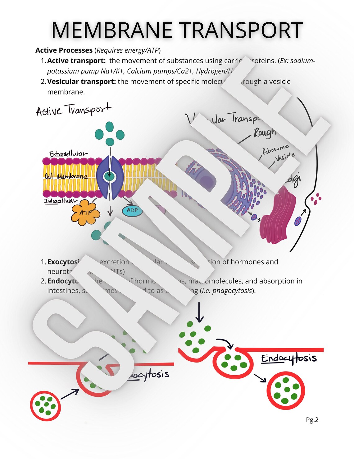 Cell Membrane Transport Notes, Printable Notes Coloring Worksheet, Cell ...