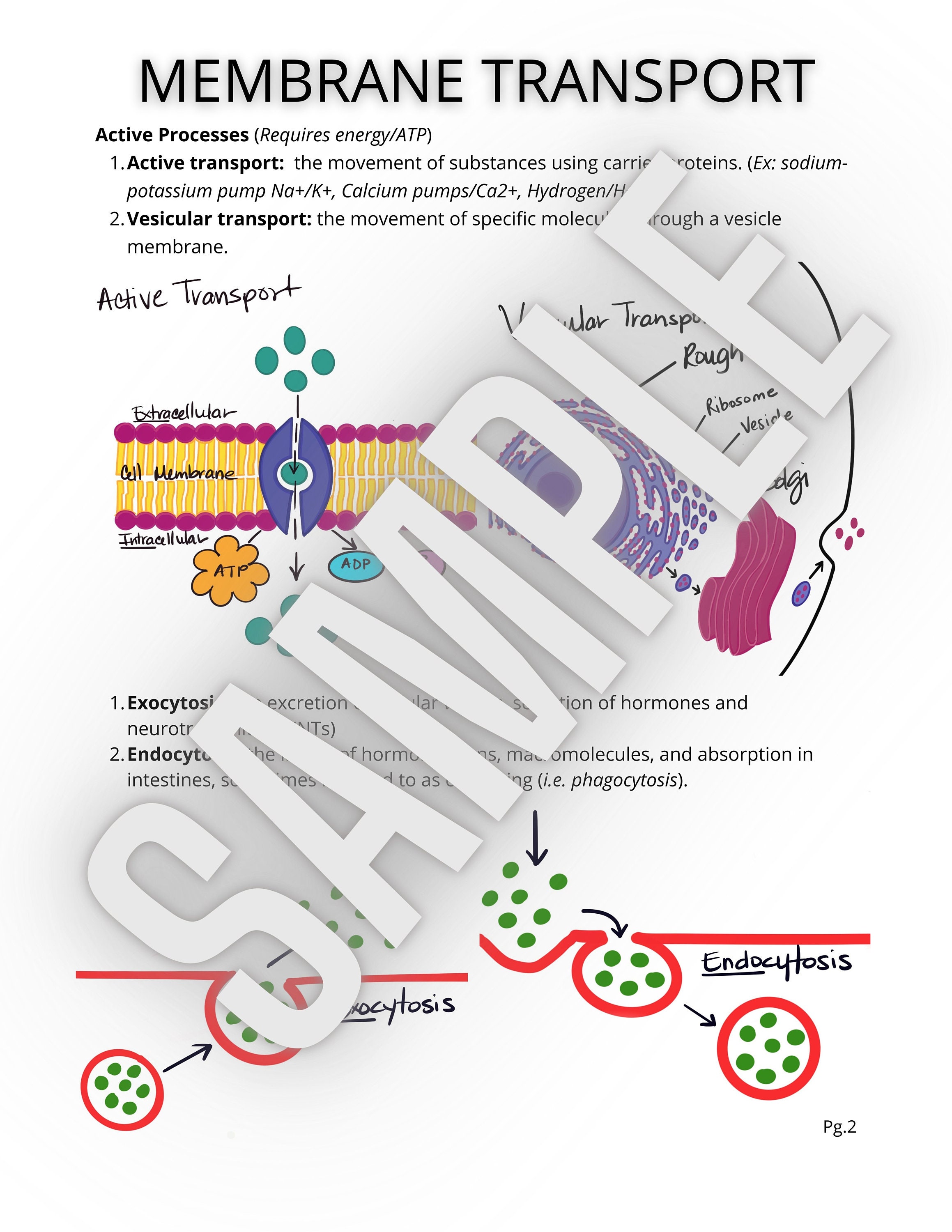 Cell Membrane Transport Notes, Printable Notes Coloring Worksheet, Cell ...