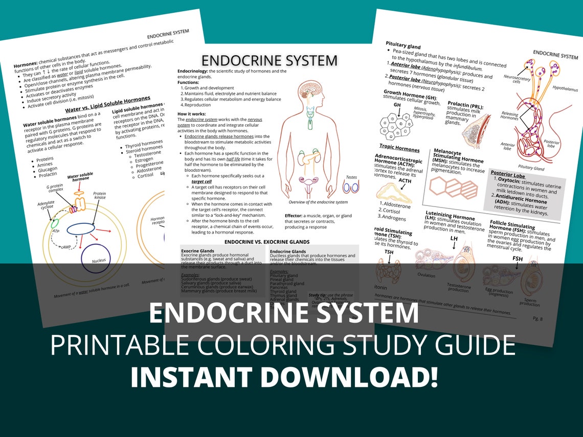 Endocrine System PDF Printable Notes, Endocrine System Study Guide ...