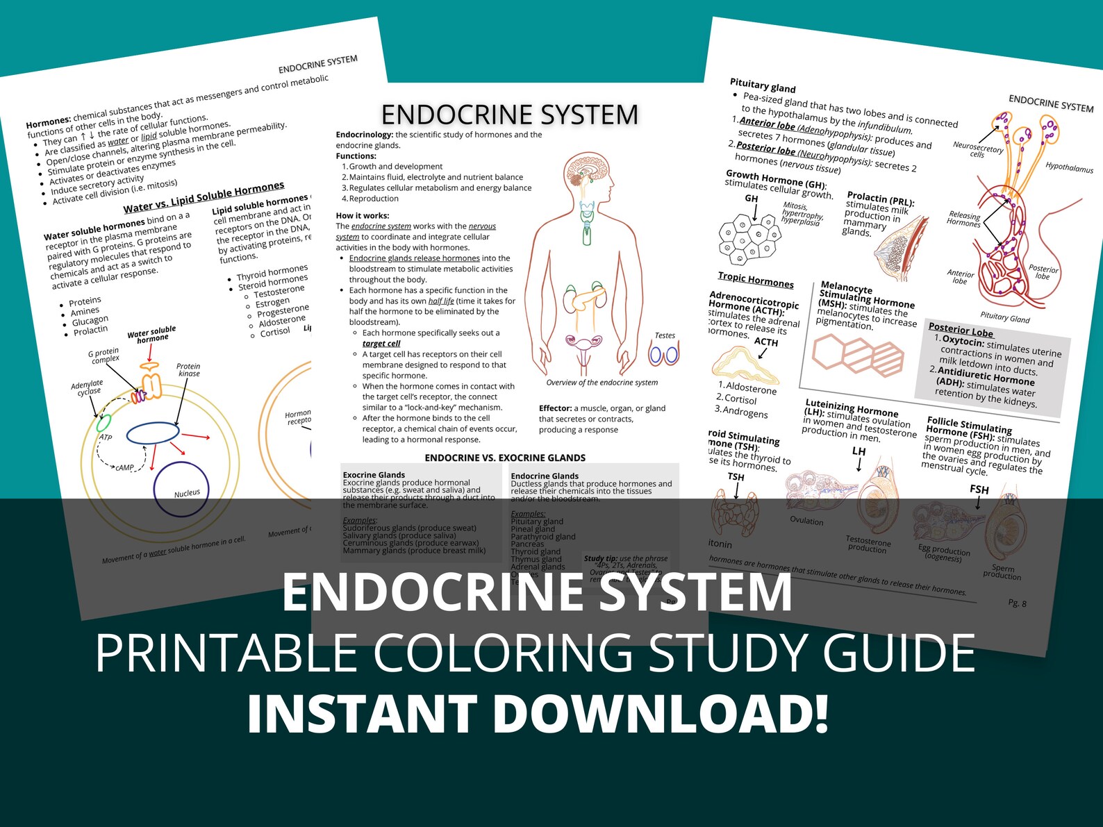 Endocrine System PDF Printable Notes, Endocrine System Study Guide ...