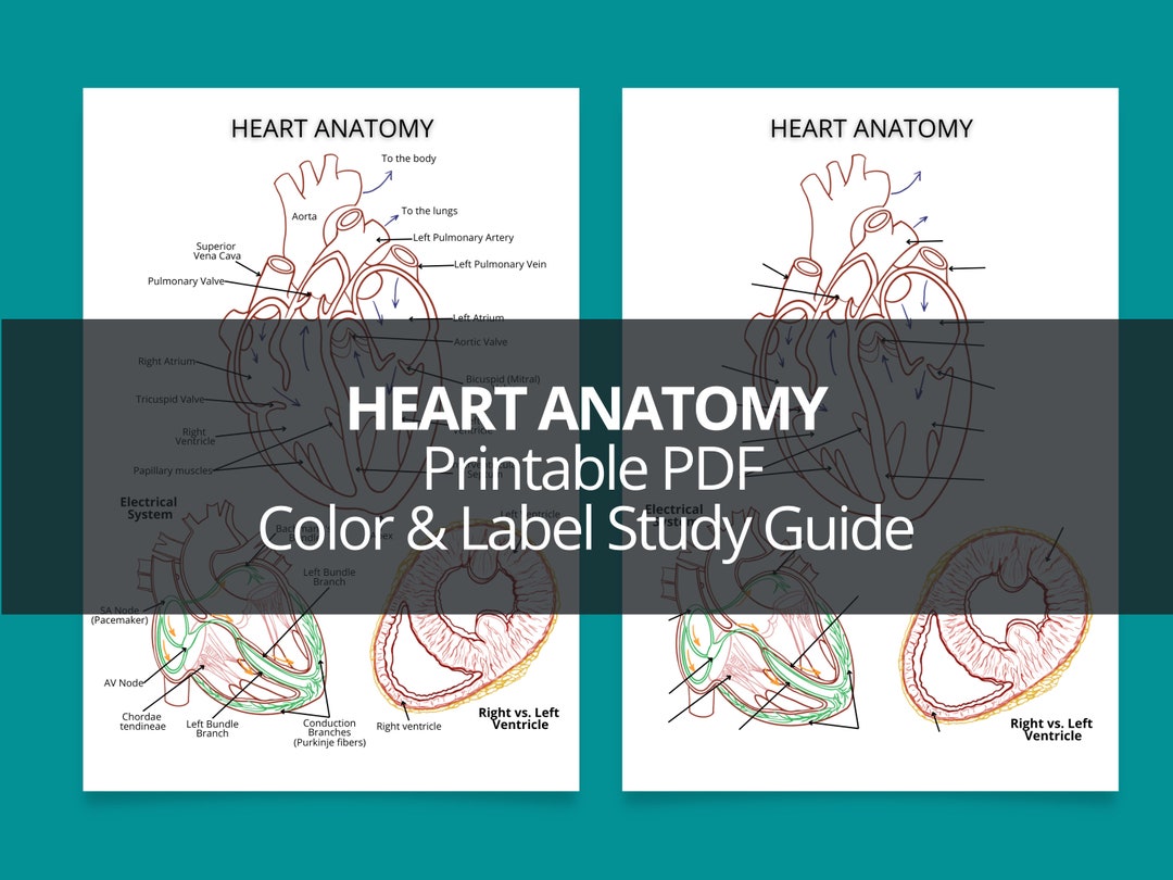 Heart Anatomy Printable PDF Study Guide, Anatomy Coloring Worksheet PDF ...