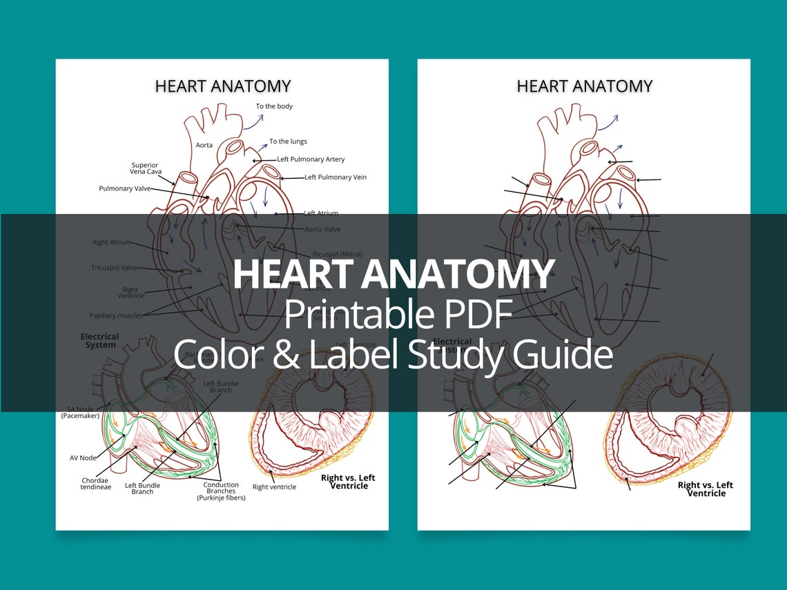 Heart Anatomy Study Guide: Color & Label Worksheet (PDF Download) - Etsy