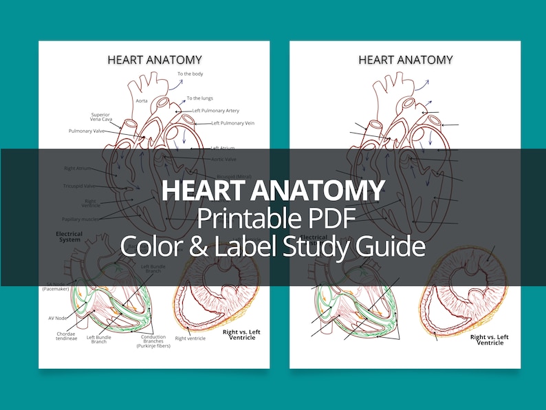 Heart Anatomy Study Guide: Color & Label Worksheet (PDF Download) - Etsy