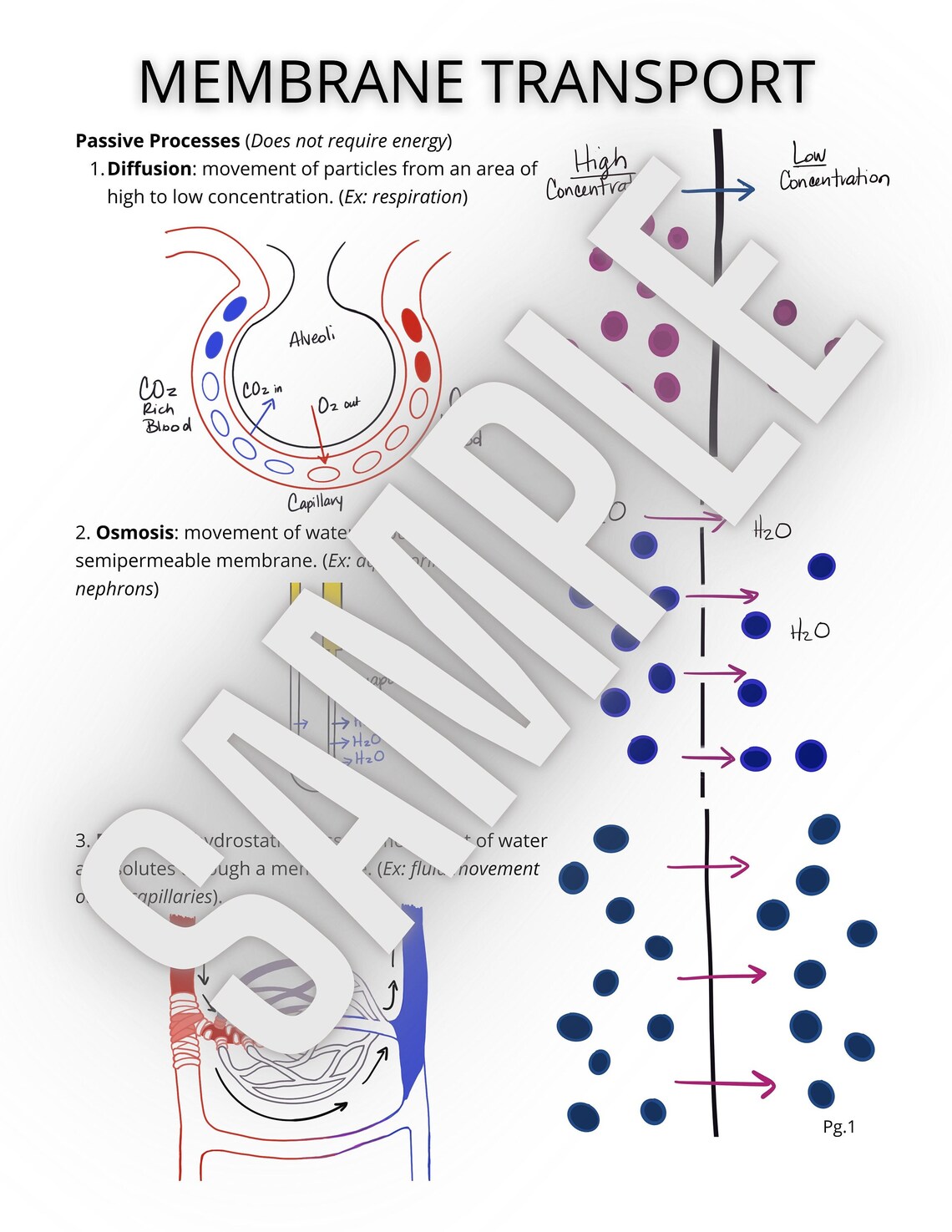 Cell Membrane Transport Notes, Printable Notes Coloring Worksheet, Cell ...