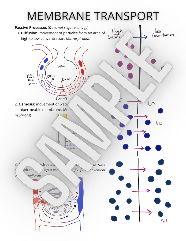 Cell Membrane Transport Notes, Printable Notes Coloring Worksheet, Cell ...