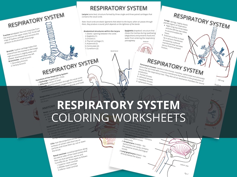 Respiratory Anatomy Printable Coloring Notes / Respiratory Study Guide ...