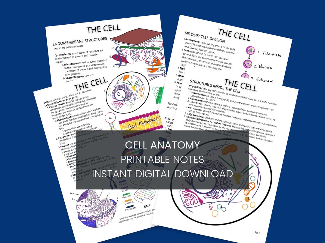 Cell Anatomy Printable Notes: Biology Coloring Pages (PDF) - Etsy