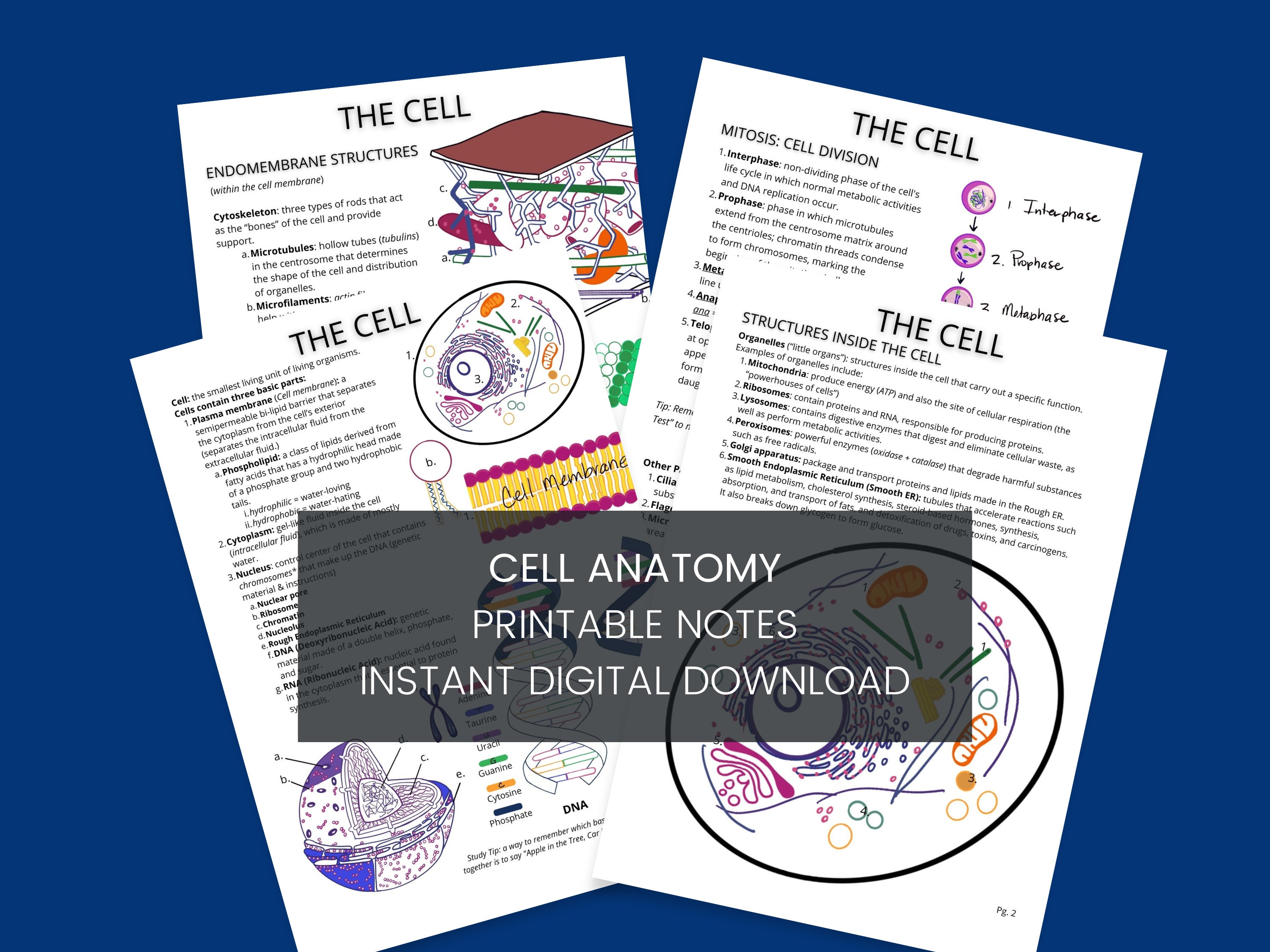 Cell Anatomy Printable Notes, Anatomy Coloring Notes, Biology Notes ...