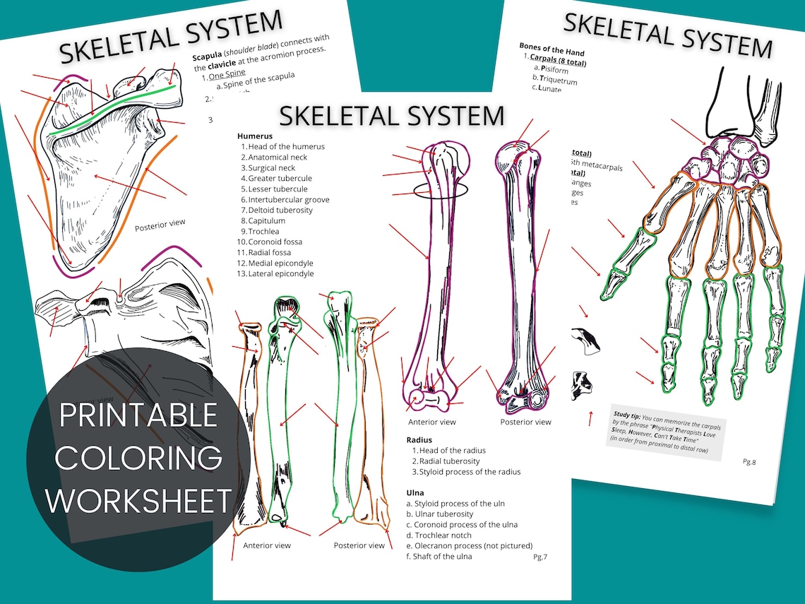 Skeleton Bones Coloring Worksheet: Printable Anatomy Notes (PDF) - Etsy
