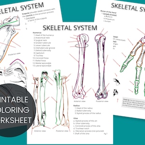 Skeleton Bones Printable Notes, Bones of the Skeleton Coloring ...