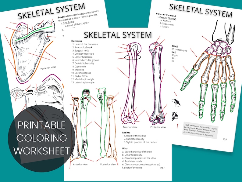 Skeleton Bones Coloring Worksheet: Printable Anatomy Notes (PDF) - Etsy