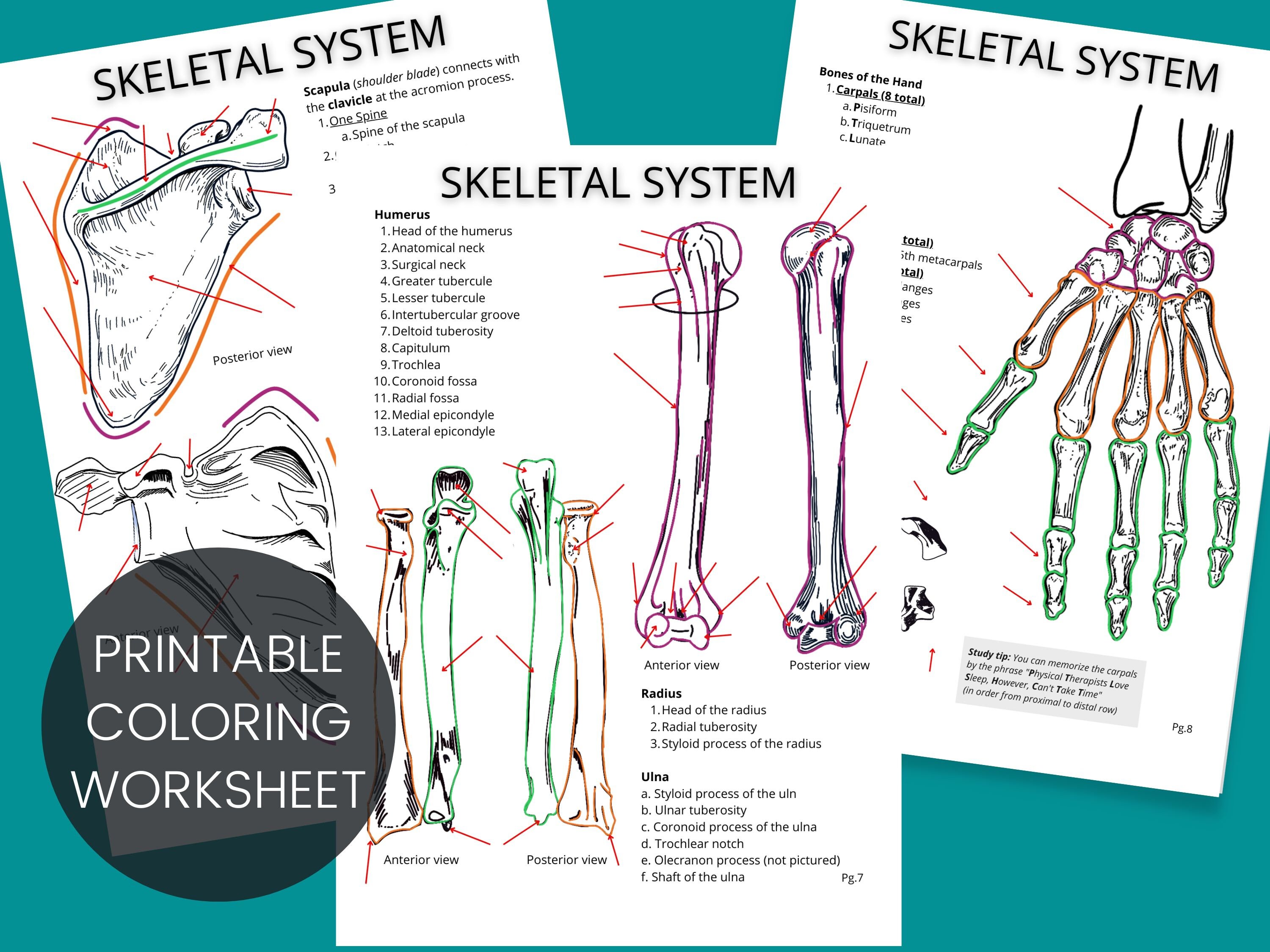 Skeleton Bones Printable Notes, Bones of the Skeleton Coloring ...
