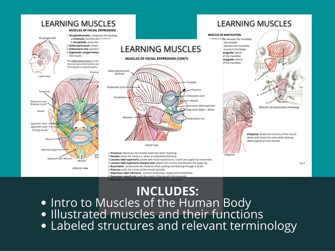Muscles of the Body Study Guide: Printable Coloring Pages (PDF) - Etsy
