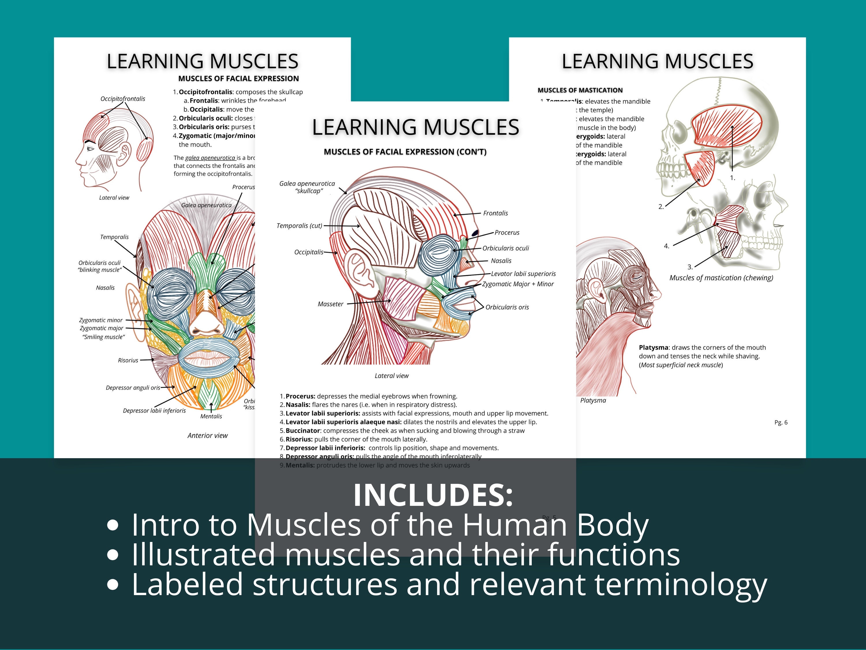 Muscles of the Human Body Printable PDF Study Guide, Muscular System ...