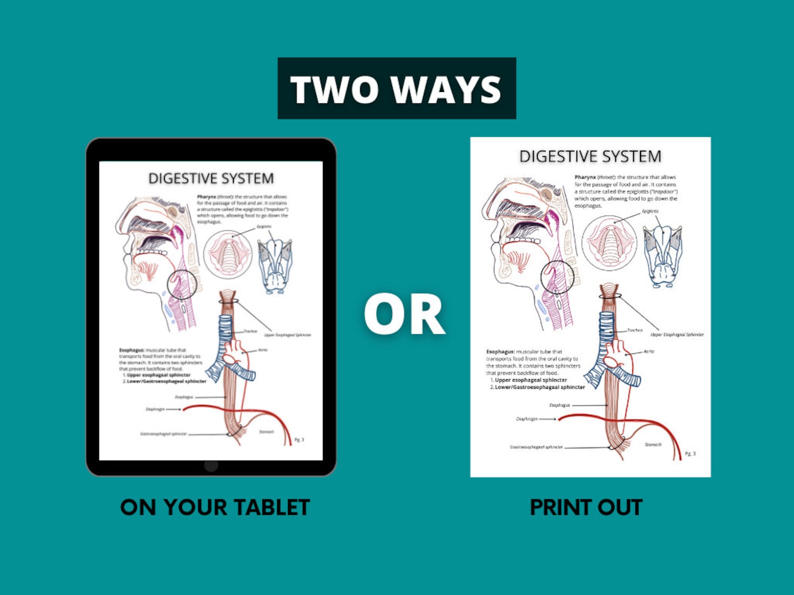 Respiratory Anatomy Printable Coloring Notes / Respiratory Study Guide ...