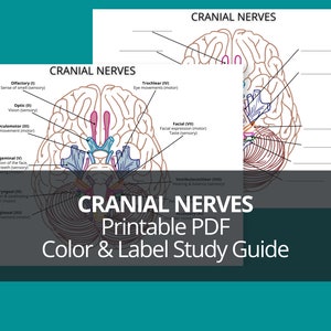 Cranial Nerves PDF Coloring Worksheet, Anatomy Printable Cranial Nerves ...