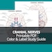 Cranial Nerves PDF Coloring Worksheet, Anatomy Printable Cranial Nerves ...