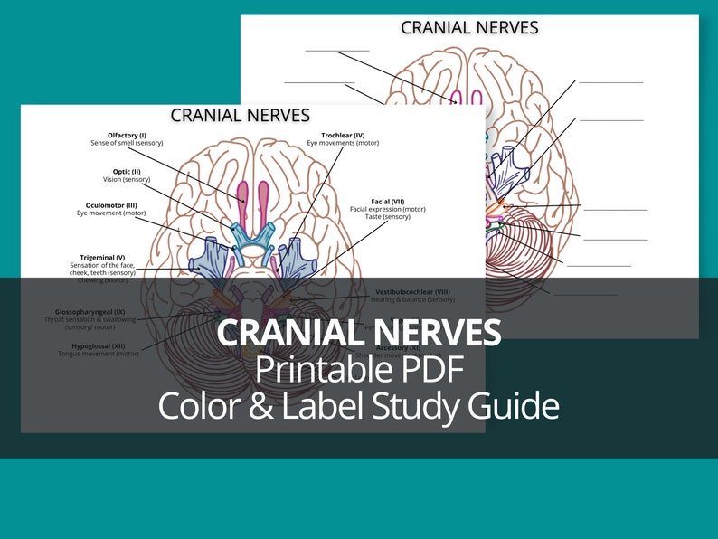 Cranial Nerves PDF Coloring Worksheet, Anatomy Printable Cranial Nerves ...