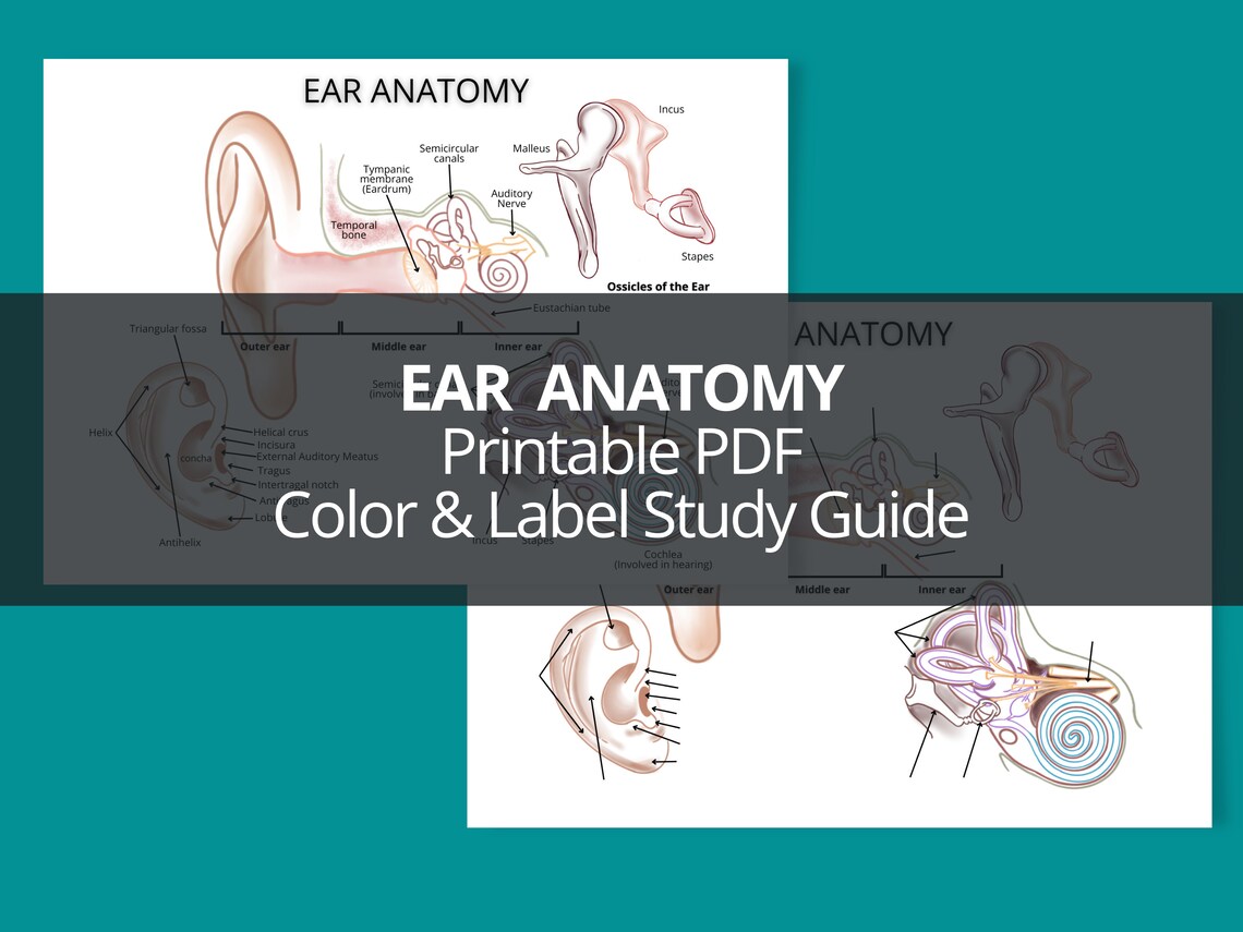 Ear Anatomy Study Guide, Ear Anatomy Color and Label Printable PDF, Ear ...