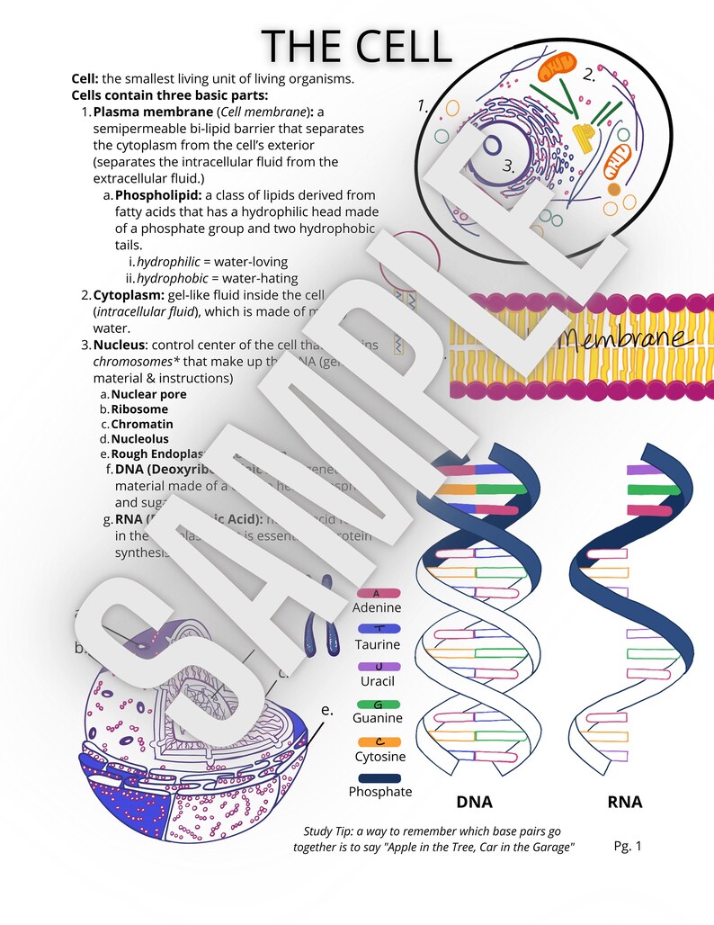 Cell Anatomy Printable Notes: Biology Coloring Pages (PDF) - Etsy