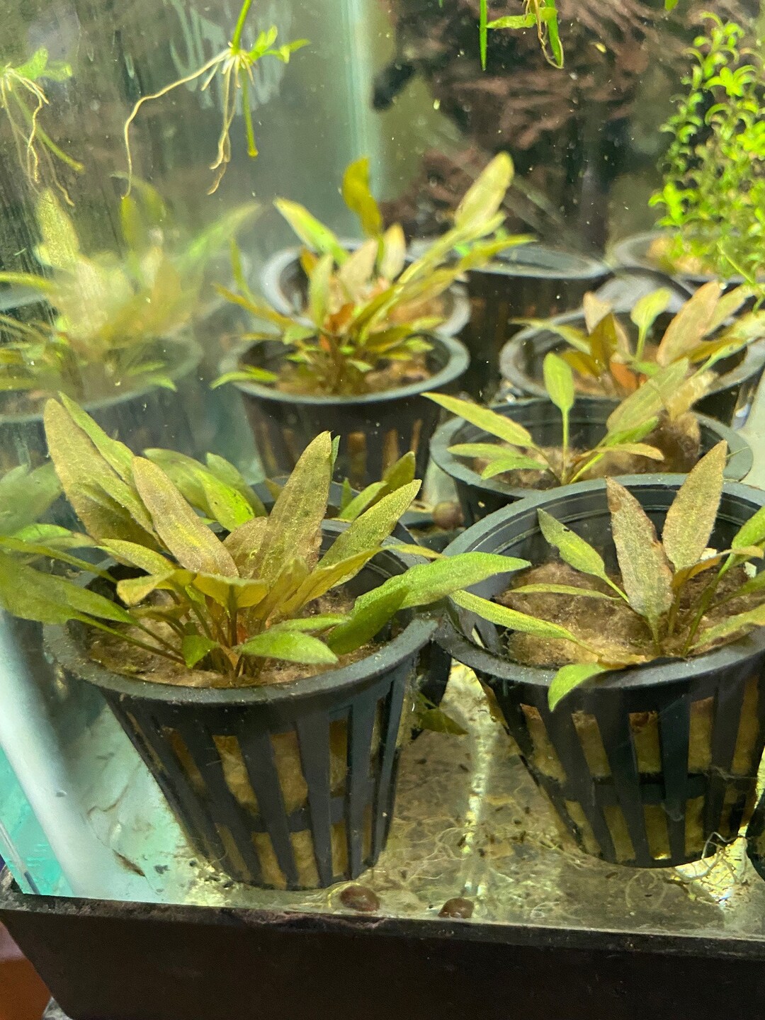 Cryptocoryne Beckettii - Etsy