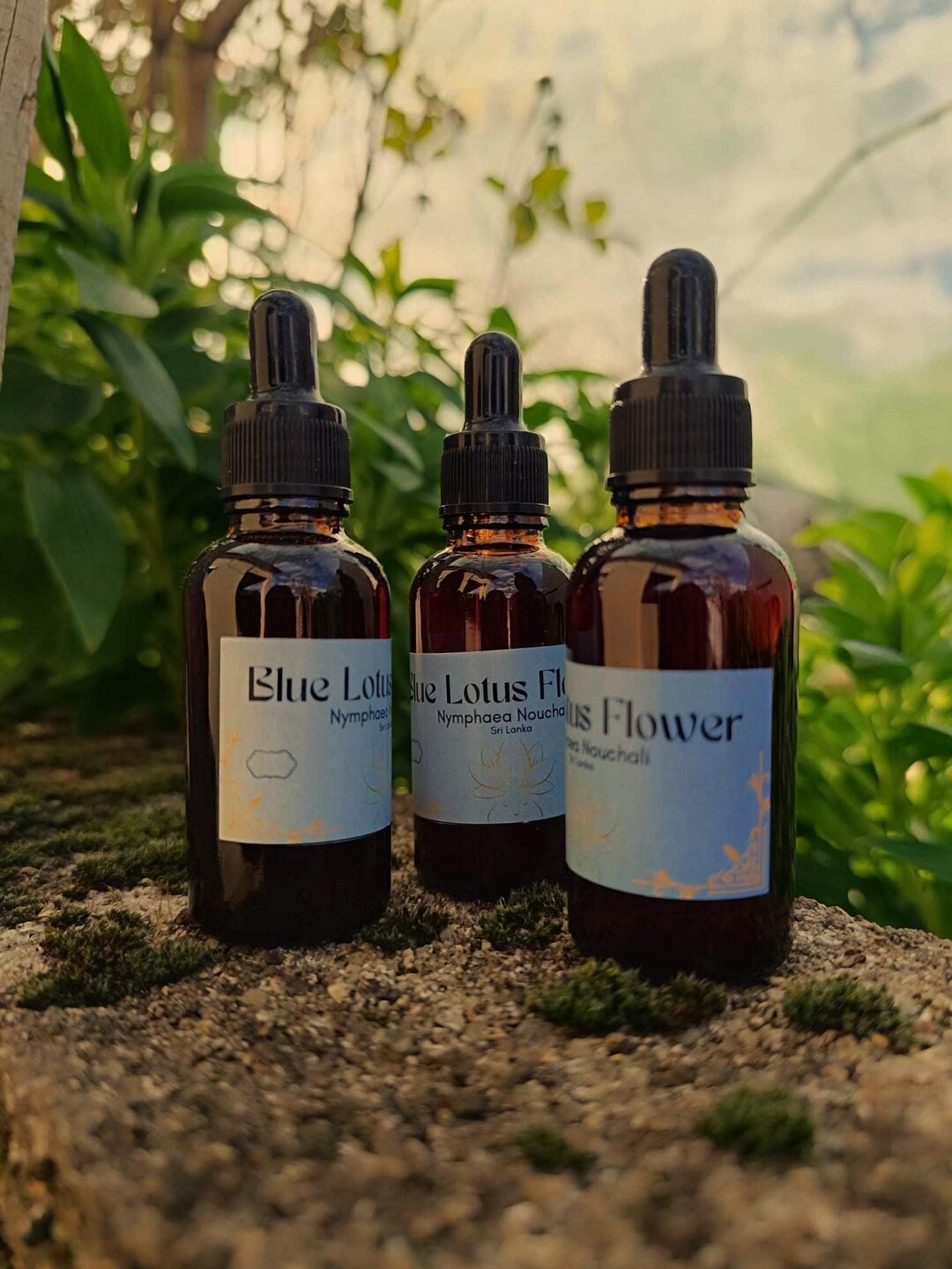 Blue Lotus Tincture Sri Lanka Blue Water Lily, Nymphaea Caerulea, Lucid Dreaming, Dream Flower ...