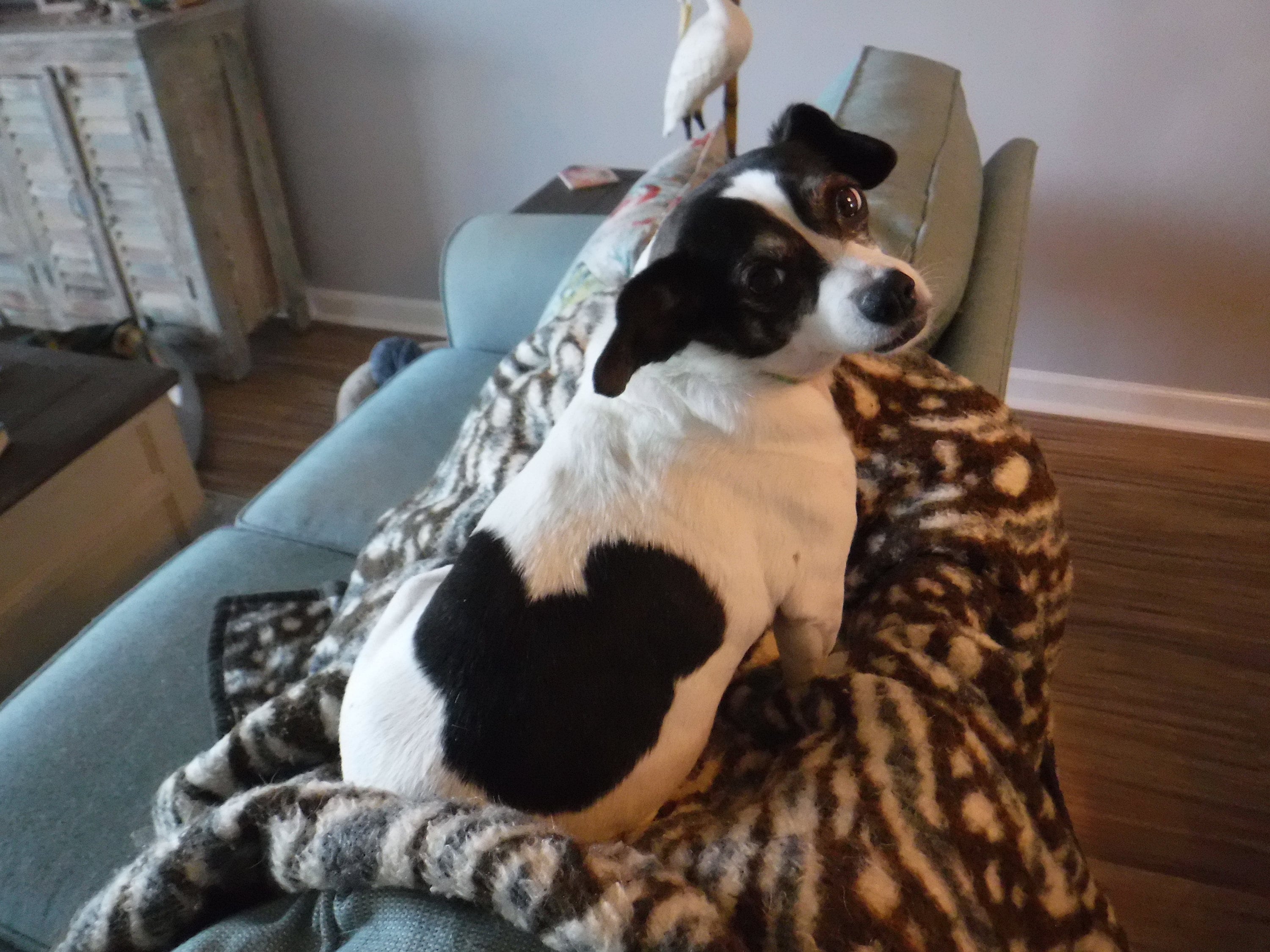 Mini Jack Russell Terrier, Needle Felted Jack Russell Terrier ...