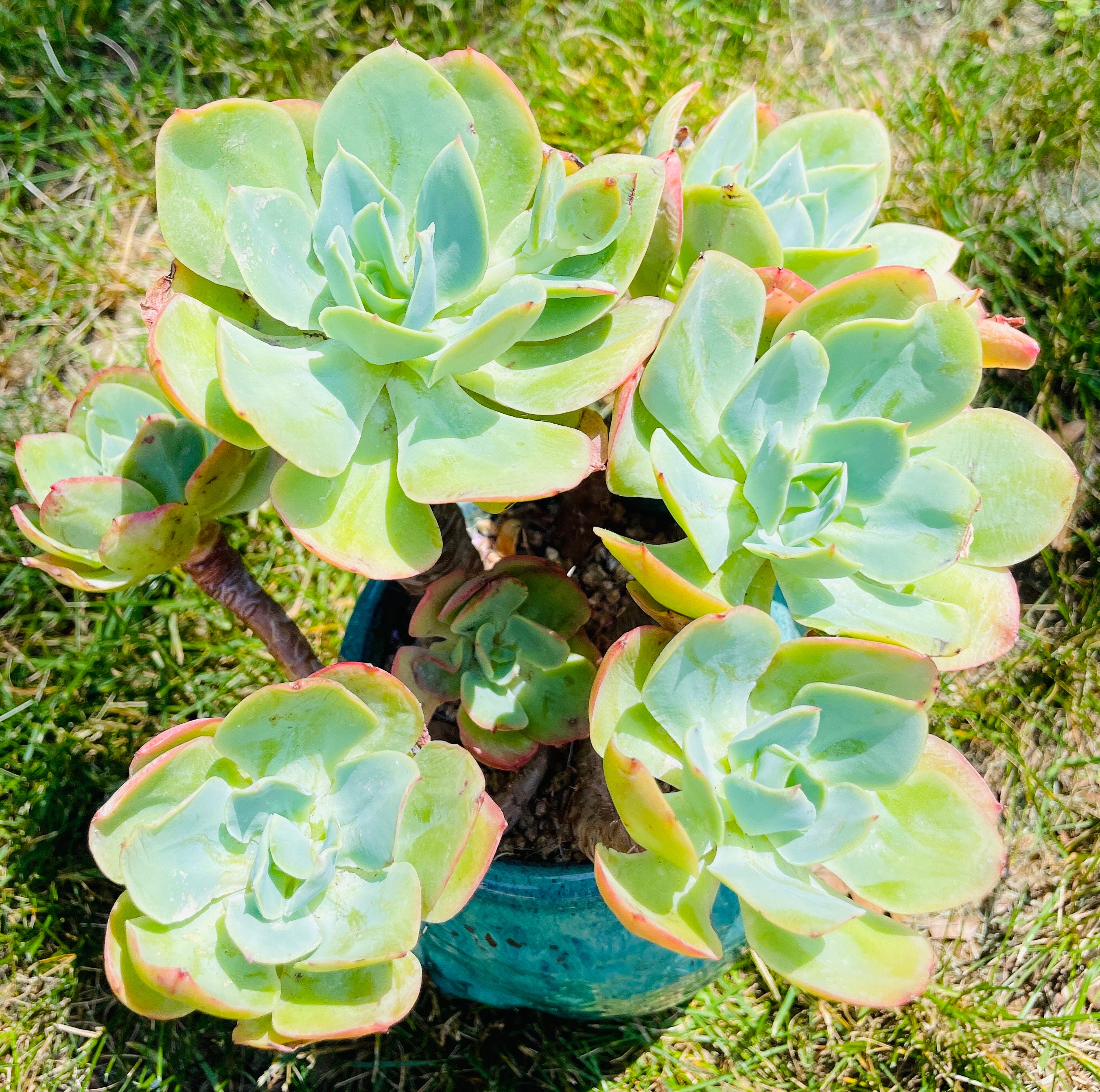 Real Succulents Echeveria peach Pride - Etsy