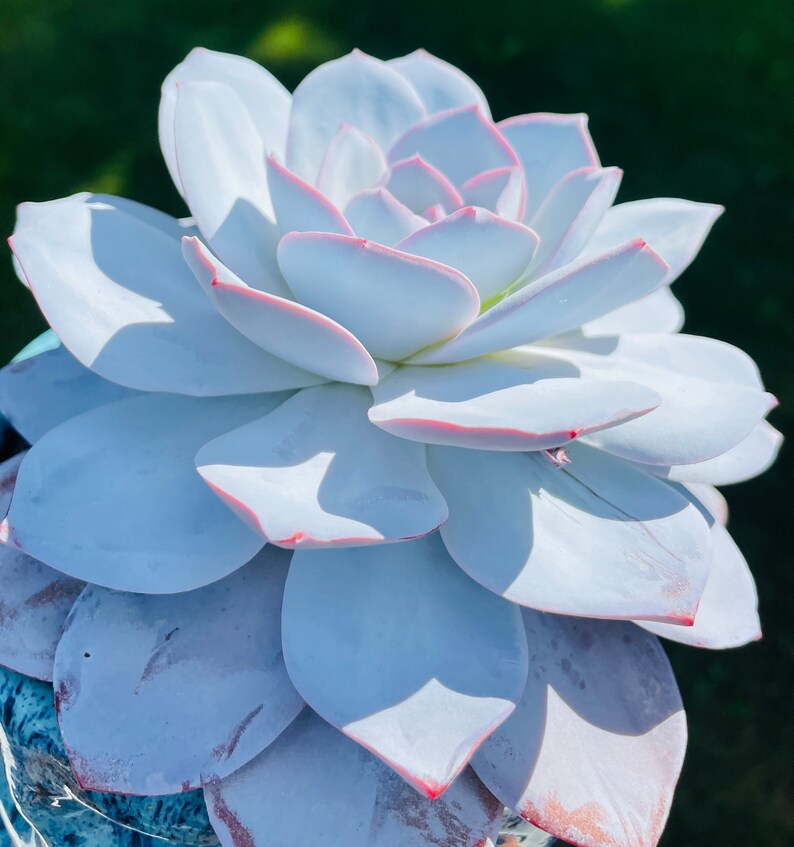 Real Succulents Echeveria Prolifica白莲/邀月仙子 - Etsy