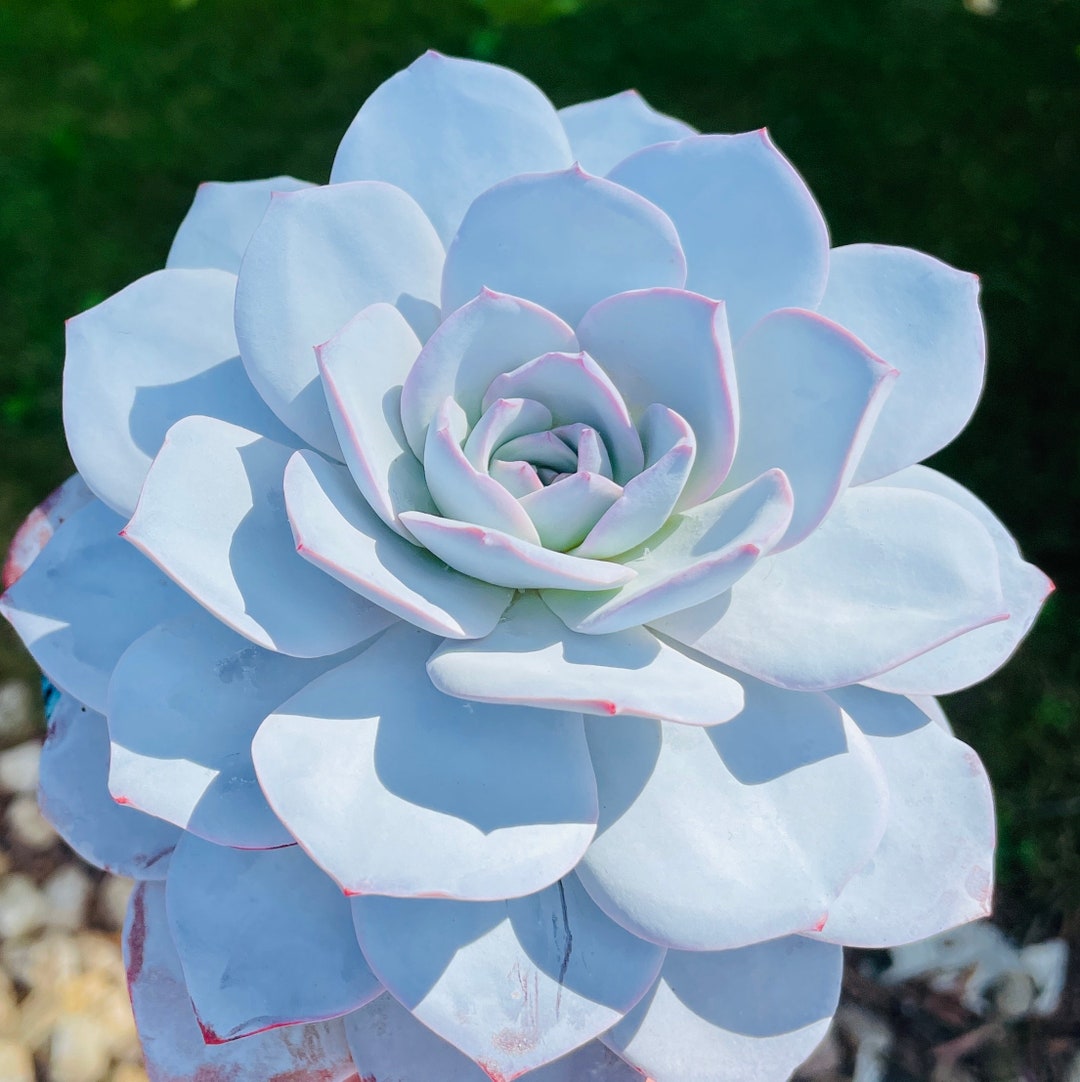 Real Succulents Echeveria Prolifica白莲/邀月仙子 - Etsy