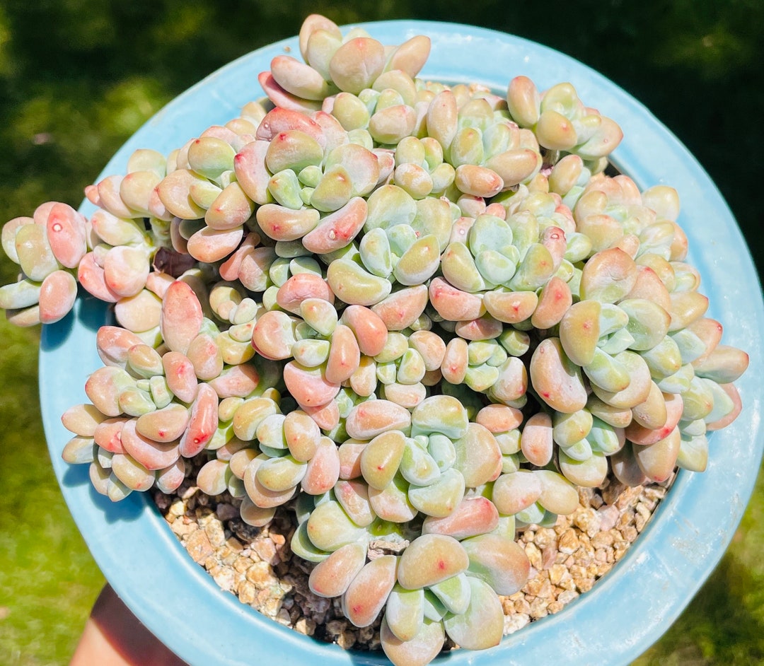 Real Succulents Perfume Graptosedum Miul Private - Etsy