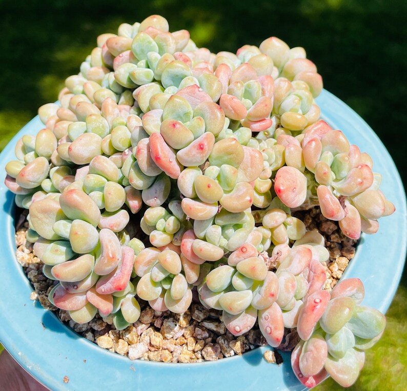 Real Succulents Perfume Graptosedum Miul Private - Etsy