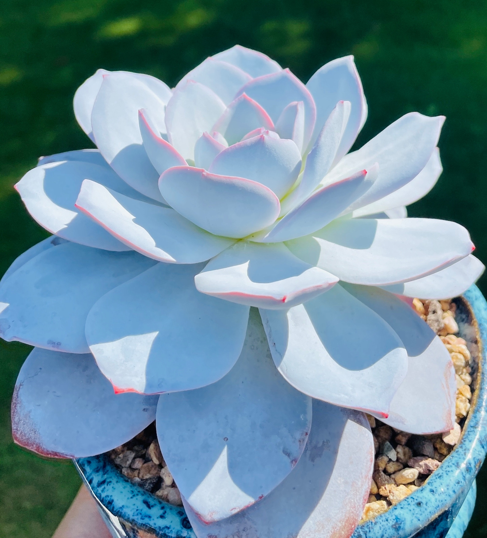 Real Succulents Echeveria Prolifica白莲/邀月仙子 - Etsy