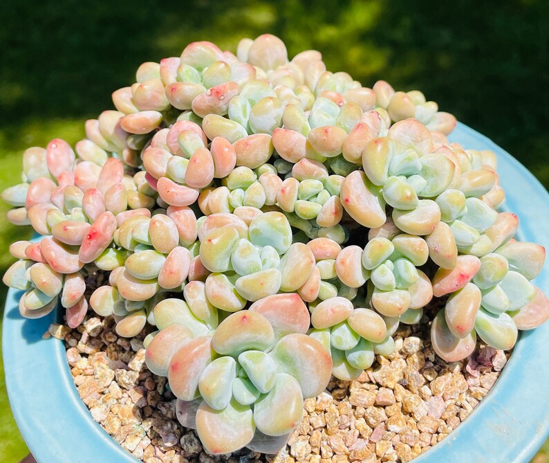 Real Succulents Perfume Graptosedum Miul Private - Etsy