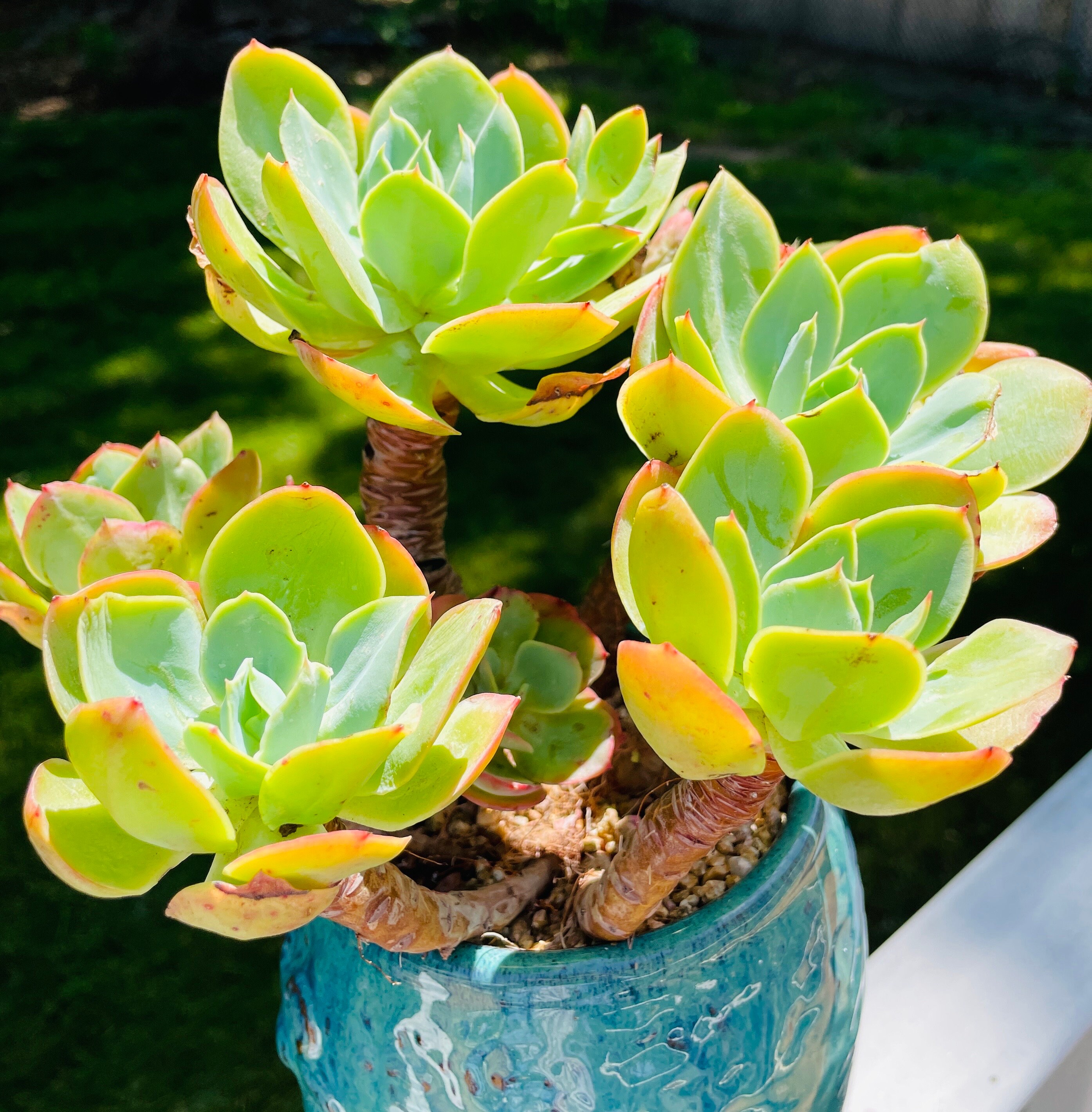 Real Succulents Echeveria peach Pride - Etsy