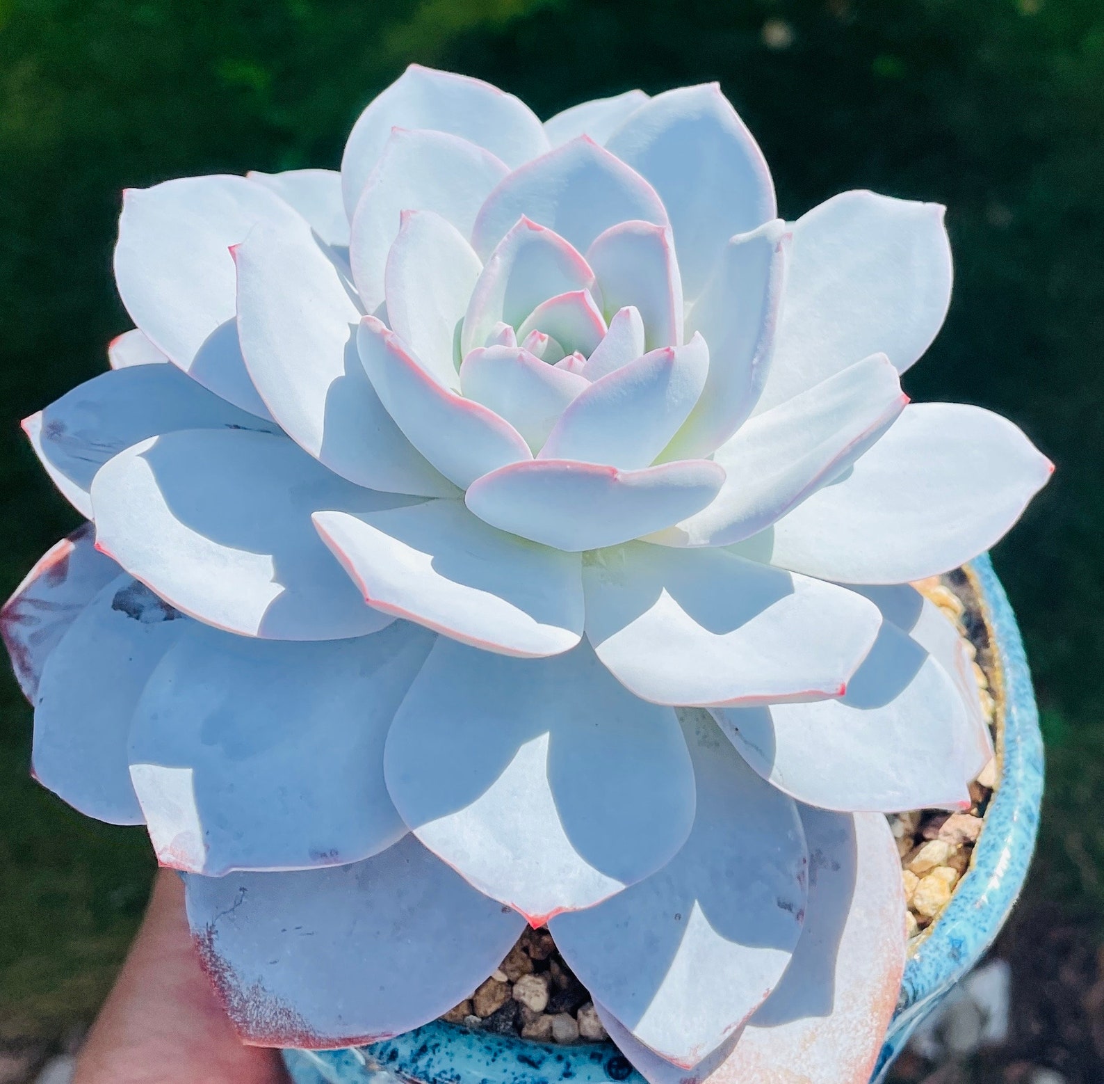 Real Succulents Echeveria Prolifica白莲/邀月仙子 - Etsy