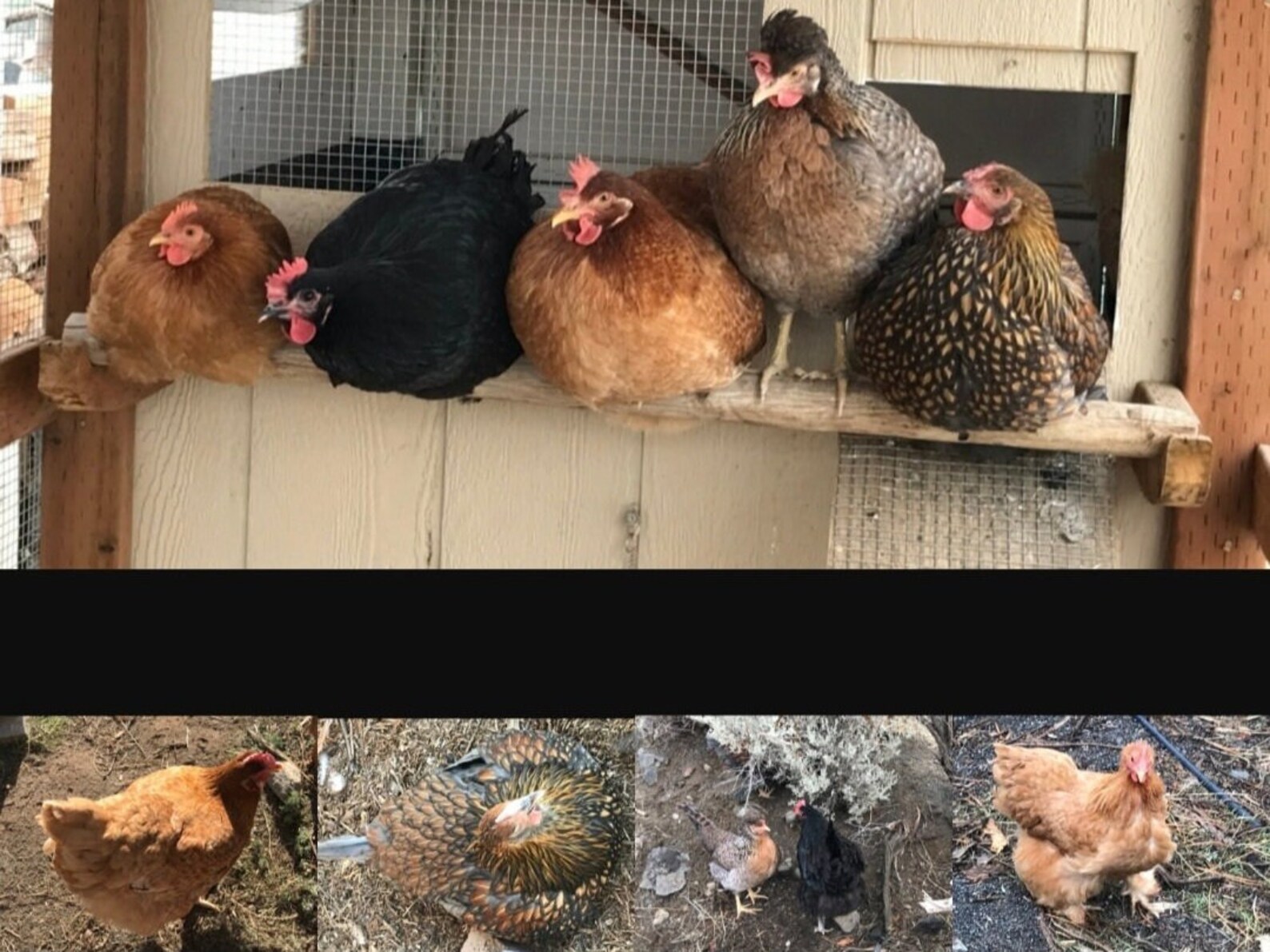 Unique Beaded Hen Earrings, Funny Dangle Chickens, Customized Jewelry ...