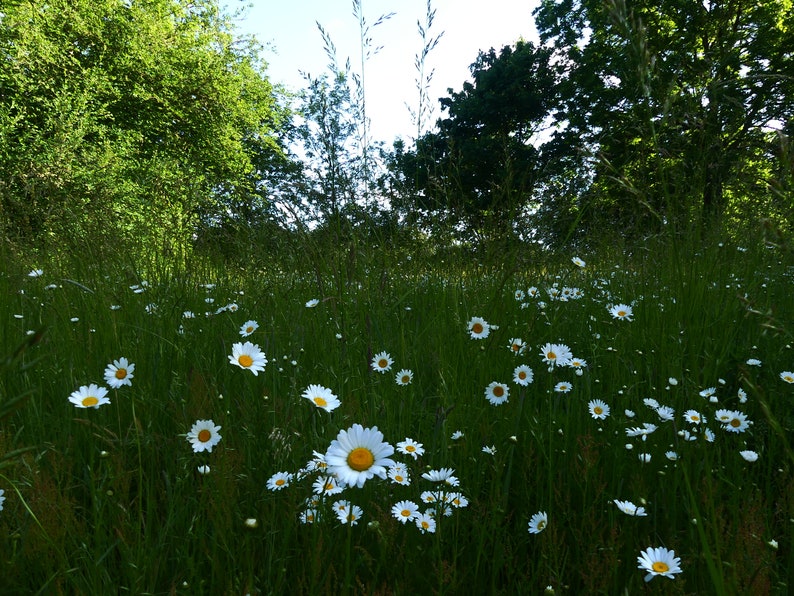 Daisy Field - Etsy